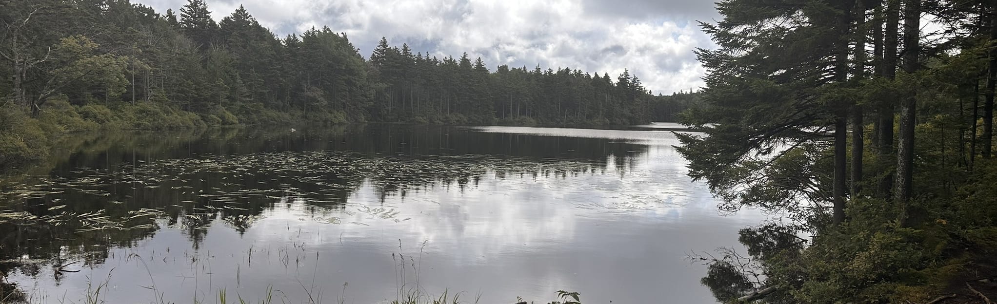 Griffith Lake Loop, Vermont - 92 Reviews, Map | AllTrails