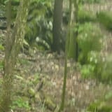 Hickory Ridge Outer Trail, Tennessee - 385 Reviews, Map | AllTrails