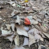 Magens Bay Beach Trail, Saint Thomas, US Virgin Islands - 349 Reviews ...