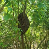 Magens Bay Beach Trail, Saint Thomas, US Virgin Islands - 349 Reviews ...