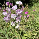 Presidio Loop Trail, California - 1,446 Reviews, Map | AllTrails