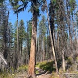 Morrell Falls National Recreation Trail, Montana - 507 Reviews, Map ...