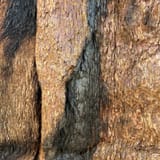 Circle Meadow Loop via Congress and General Sherman Tree Trail ...