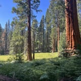 Circle Meadow Loop via Congress and General Sherman Tree Trail ...