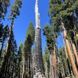 Circle Meadow Loop via Congress and General Sherman Tree Trail ...