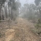 Long Gully Track Loop, Victoria, Australia - 58 Reviews, Map | AllTrails
