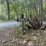 Limberlost Trail, Virginia - 787 Reviews, Map | AllTrails