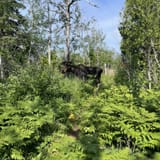 Rock Harbor to Windigo via The Greenstone Ridge Trail, Michigan - 74 ...