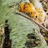 Tatum County Park Trails, New Jersey - 664 Reviews, Map | AllTrails