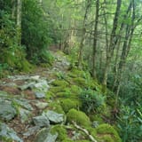 Lost Cove Trail, North Carolina - 196 Reviews, Map | AllTrails