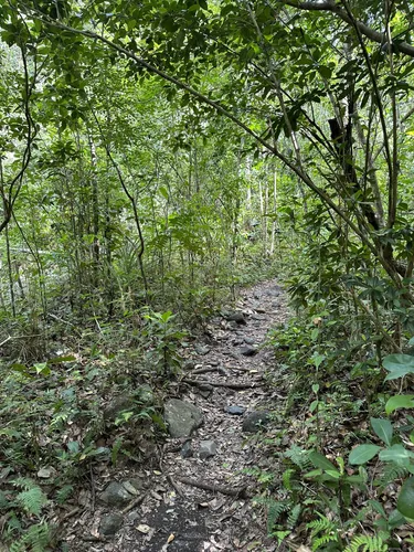 Los mejores senderos y rutas en Bosque Estatal de Maricao | AllTrails