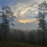 Longleaf Vista Interpretive Trail, Louisiana - 306 Reviews, Map | AllTrails