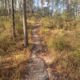 Longleaf Vista Interpretive Trail, Louisiana - 306 Reviews, Map | AllTrails
