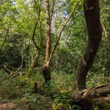 Petts Wood and Hawkwood Circular, London, England - 197 Reviews, Map ...