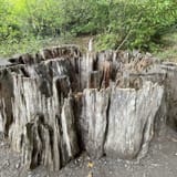 Madison Falls Trail, Washington - 1,485 Reviews, Map | AllTrails