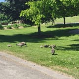 Pre's Trail, Oregon - 740 Reviews, Map | AllTrails