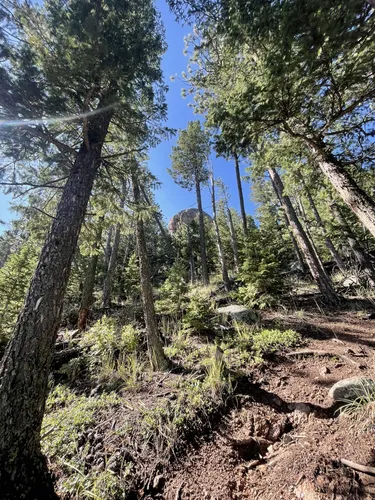 2023 Best Forest Trails in Pinewood Springs | AllTrails