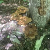 Shaker Mountain Loop via Shaker Trail, Massachusetts - 490 Reviews, Map ...