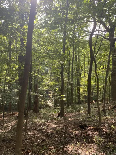 Best Hikes and Trails in Green Tree Nature Center | AllTrails