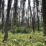Mantario Hiking Trail, Manitoba, Canada - 234 Reviews, Map | AllTrails
