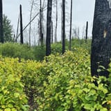 Mantario Hiking Trail, Manitoba, Canada - 234 Reviews, Map | AllTrails