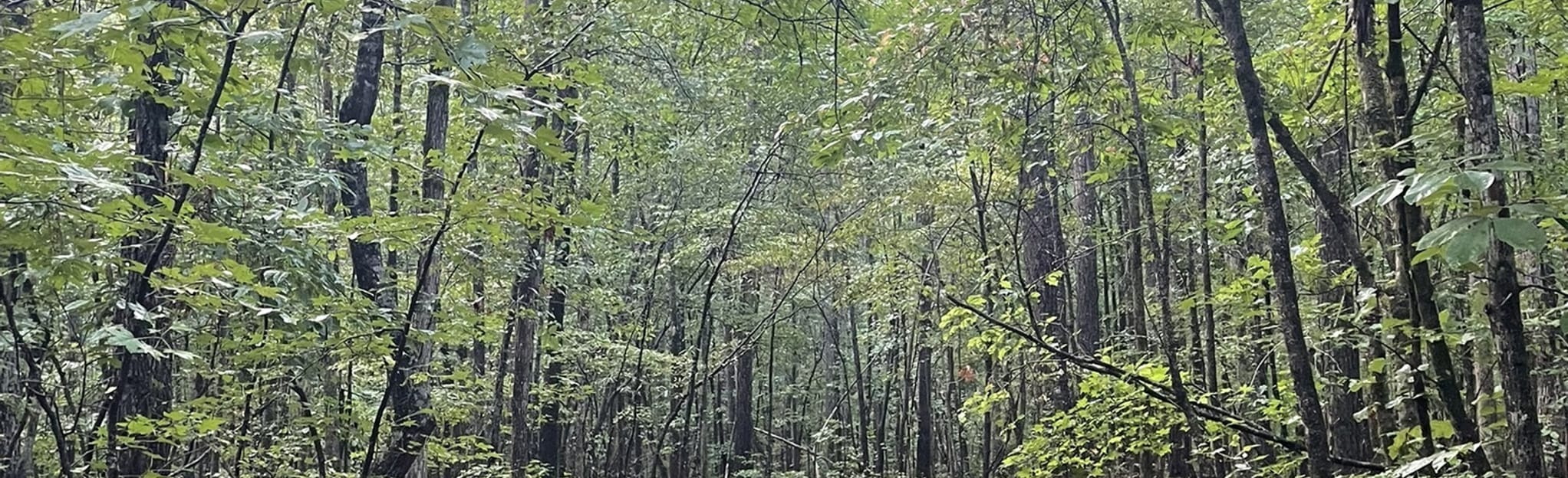 Lake Clark Loop, Georgia - 36 Reviews, Map | AllTrails