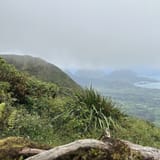 Manana Ridge Trail to Ko'olau Summit, Oahu, Hawaii - 172 Reviews, Map ...
