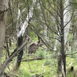 Gresswell Forest Loop, Victoria, Australia - 309 Reviews, Map | AllTrails