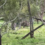 Gresswell Forest Loop, Victoria, Australia - 309 Reviews, Map | AllTrails