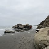 Kalaloch 4th Beach Trail, Washington - 337 Reviews, Map | AllTrails