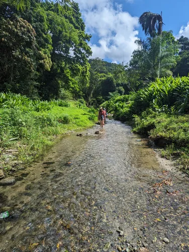 Best Hikes and Trails in Tobago | AllTrails