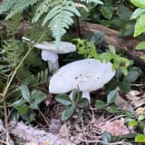 Pudding Pond Loop, New Hampshire - 292 Reviews, Map | AllTrails