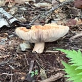 Pudding Pond Loop, New Hampshire - 292 Reviews, Map | AllTrails