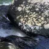 Angelito Trail, East Region, Puerto Rico - 539 Reviews, Map | AllTrails