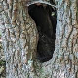 Appalachian Trail, Lost Cove, and Lakeshore Loop, North Carolina - 137 ...