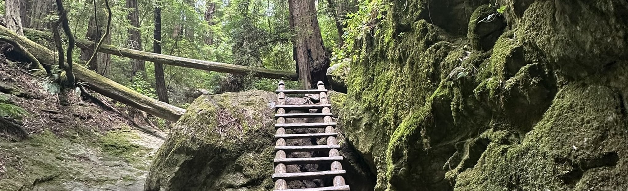 Stinson Beach to Mount Tamalpais via Matt Davis and Steep Ravine Trail ...