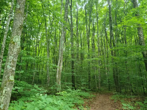 Best Hikes and Trails in Offield Family Working Forest Reserve | AllTrails