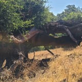 Timberhill Park Trail, California - 228 Reviews, Map | AllTrails