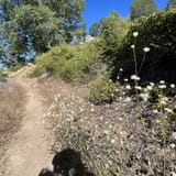 Boole Tree Loop, California - 139 Reviews, Map | AllTrails