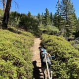 Boole Tree Loop, California - 139 Reviews, Map | AllTrails
