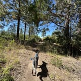 Boole Tree Loop, California - 139 Reviews, Map | AllTrails