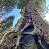 Boole Tree Loop, California - 139 Reviews, Map | AllTrails