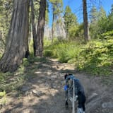 Boole Tree Loop, California - 139 Reviews, Map | AllTrails