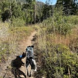 Boole Tree Loop, California - 185 Reviews, Map | AllTrails