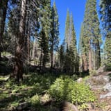 Boole Tree Loop, California - 139 Reviews, Map | AllTrails