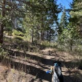 Boole Tree Loop, California - 185 Reviews, Map | AllTrails