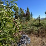 Boole Tree Loop, California - 139 Reviews, Map | AllTrails