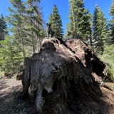 Boole Tree Loop, California - 139 Reviews, Map | AllTrails