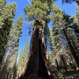 Boole Tree Loop, California - 139 Reviews, Map | AllTrails