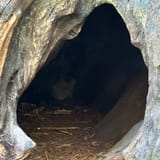 Boole Tree Loop, California - 139 Reviews, Map | AllTrails
